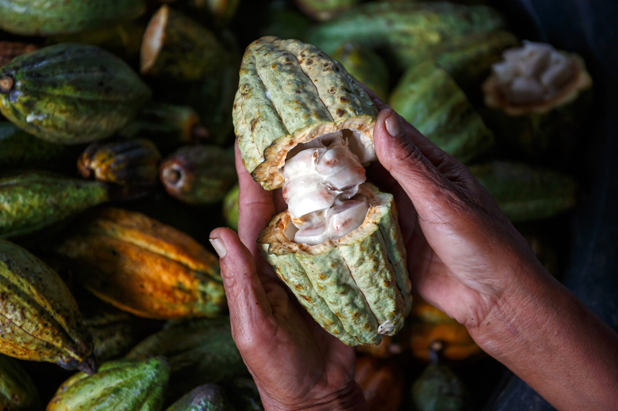 Cacao Sacré : cette boisson maya qui illumine l'esprit - Médecines Sacrées
